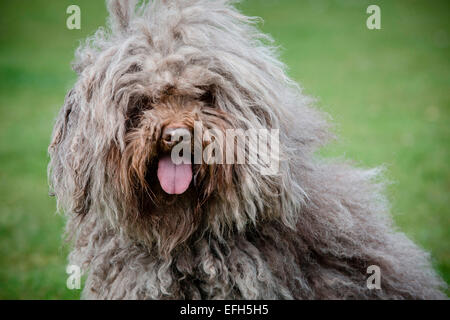 Long haired hungarian water dog (puli) running in park Stock Photo - Alamy