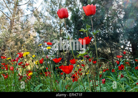 Western Negev, Israel. 4th February, 2015. Blossoming carpets of wild ...