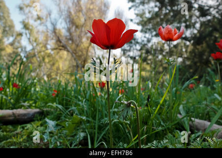 Western Negev, Israel. 4th February, 2015. Blossoming carpets of wild ...