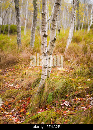 SIEUR DE MONTS ACADIA NATIONAL PARK MOUNT DESERT ISLAND MAINE USA FALL ...