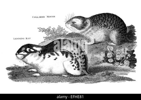 Illustration of a Lemming Animal Stock Photo - Alamy