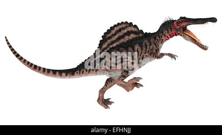 3D digital render of a running Cretaceous dinosaur Spinosaurus isolated ...