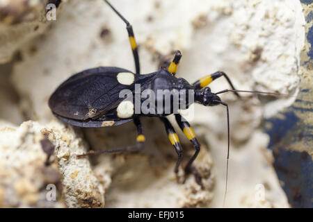 Whipsnade zoo : wildlife - Twin Spot Assassin Bug (Platymeris biguttata ...