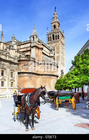 orange tree yard near giralda cathedral in sevilla, spain Stock Photo ...