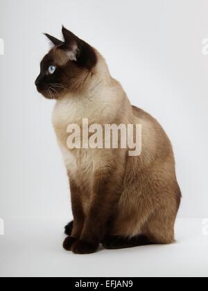 Side view of a young Siamese cat with his tongue out, isolated on white ...