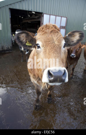 Young beef cattle in sheds at farm in the Yorkshire Pennines Stock ...