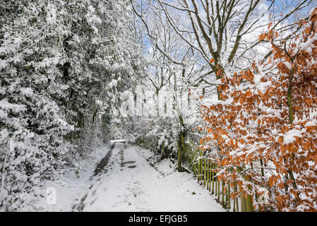 Snowy English country lane with leaves fallen on the snow. Overhanging ...