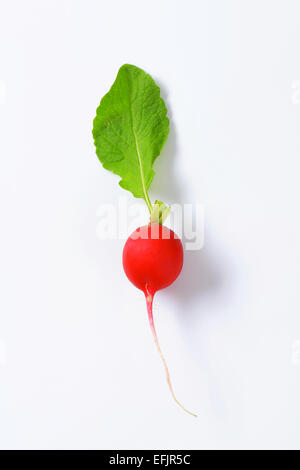 single root of organic red radish isolated on white background Stock ...