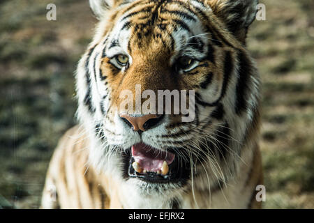 Tiger baring his teeth Stock Photo - Alamy