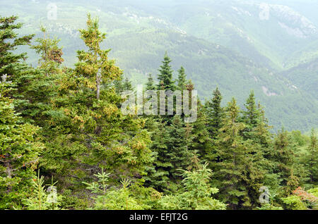 Spruce forest in the Cape Breton Highlands National Park Stock Photo ...