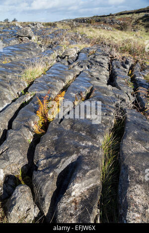 limestone pavement the burren Stock Photo - Alamy
