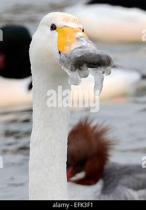 Korla, Xinjiang, China. 04th Feb, 2015. A swan's mouth being frozen and ...