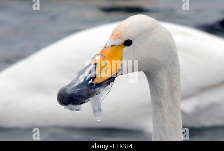 Korla, Xinjiang, China. 04th Feb, 2015. A swan's mouth being frozen and ...