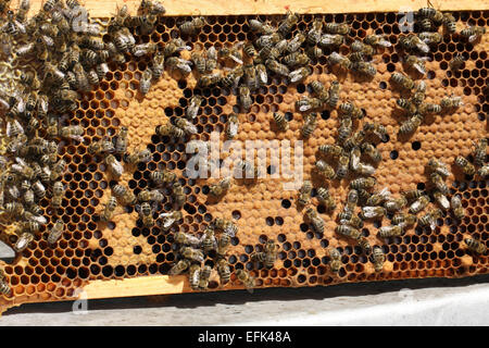 Bees on a brood comb with capped cells of the worker bees. Nine days ...
