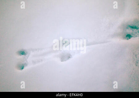 Mouse tracks in the snow Stock Photo - Alamy