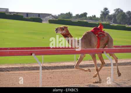 Camel running in a camel race in Abu Dhabi Stock Photo - Alamy