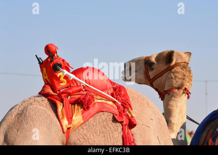 Robot camel jockey on a camel prior to a race Stock Photo - Alamy