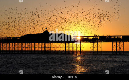 Brighton, Sussex, UK. 6th February, 2015. A fabulous murmuration of ...
