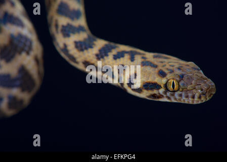 Spotted Python (Antaresia maculosa Stock Photo - Alamy