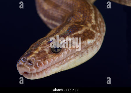 Brown Rainbow Boa (Epicrates maurus Stock Photo - Alamy