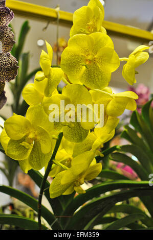 Yellow Vanda Orchid Stock Photo: 78502851 - Alamy