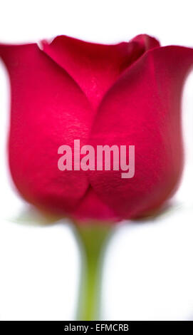Dreamy Red Rose Stock Photo - Alamy