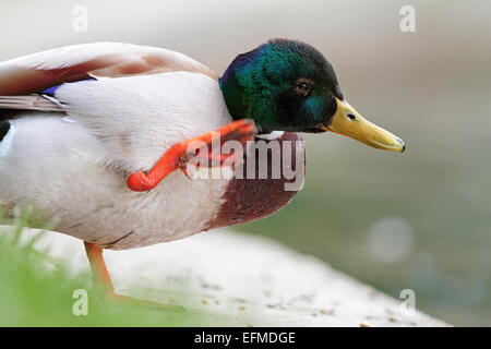 Male mallard duck scratching head Stock Photo - Alamy