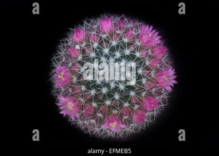 Pink flowering Thumb Cactus - Mammillaria Matudae rotated during long ...