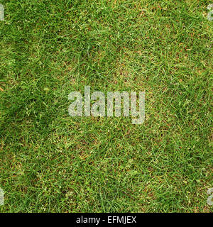 Green texture, nature background, green field closeup Stock Photo - Alamy