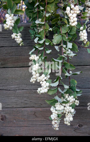 Berries on green wood background Stock Photo - Alamy