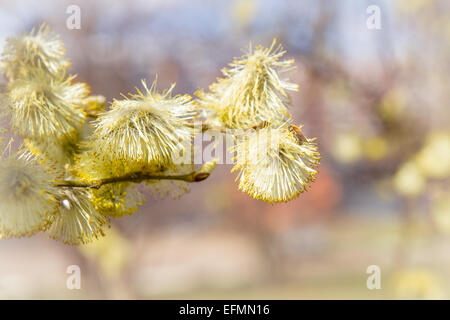 Bees pollinate spring blooming willow tree in garden, flora and fauna ...