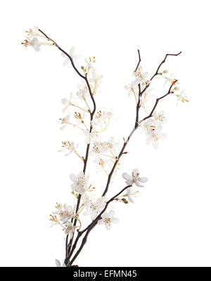 sakura flower isolated on white background Stock Photo - Alamy