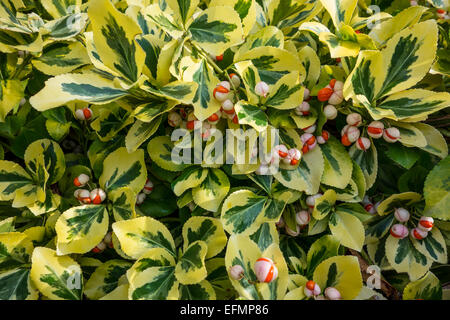 Euonymus Variegated Shrub with Autumn Berries Stock Photo - Alamy