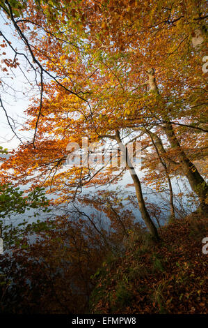Lake Stechlin is a 69,5 m deep lake with very clear water in ...