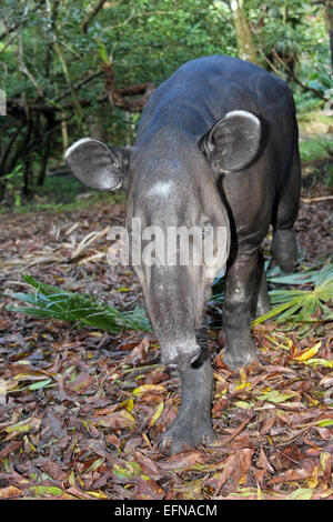 The endangered Baird's Tapir, Tapirus bairdii, in the Belize Zoo Stock ...