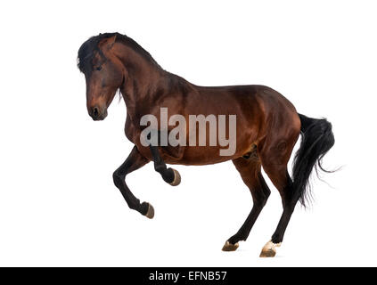 Andalusian horse rearing up against white background Stock Photo - Alamy