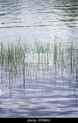 grasses growing in lake Stock Photo: 74114906 - Alamy