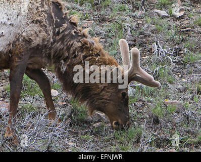 Shedding Bull Elk in velvet at Upper Falls meadow in Yellowstone ...