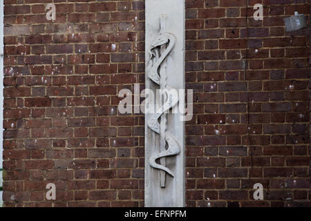 Bas-relief sculpture of an entwined Aesculapian Snake (Zamensis ...