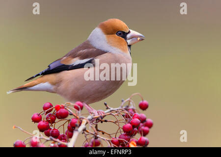 Hawfinch feeding on Hawthorn's seeds Stock Photo - Alamy