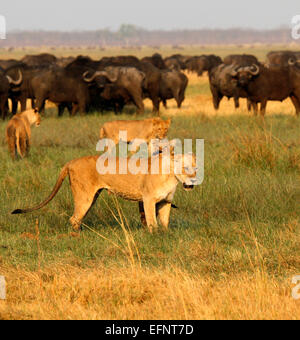 The predators scared off a pride of lions who were eager to inch in on ...