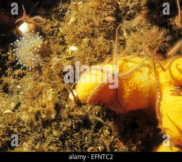 Underwater off Hyskeir (Oigh Sgeir in Gaelic) in the Inner Hebrides ...