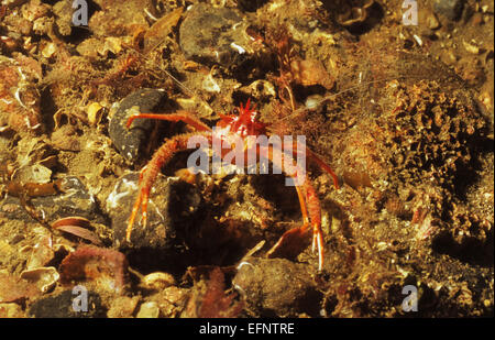 Long Clawed Squat Lobster (Munida Rugosa) Photographed underwater off ...