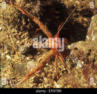 Long Clawed Squat Lobster (Munida Rugosa) Photographed underwater off ...