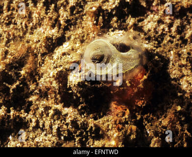 Sea Squirts, Tunicates, underwater marine life, off the Isle of Skye ...