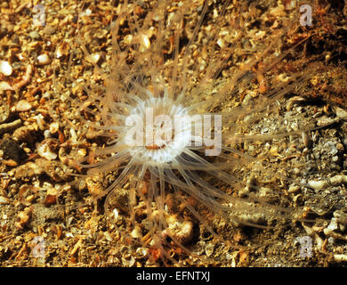 Burrowing Anemone (Cerianthus Lloydii) Image photographed underwater ...