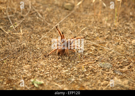 Tarantula in defensive pose Stock Photo - Alamy
