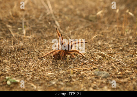 Tarantula in defensive pose Stock Photo - Alamy