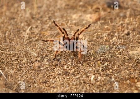 A tarantula in defensive pose Stock Photo - Alamy