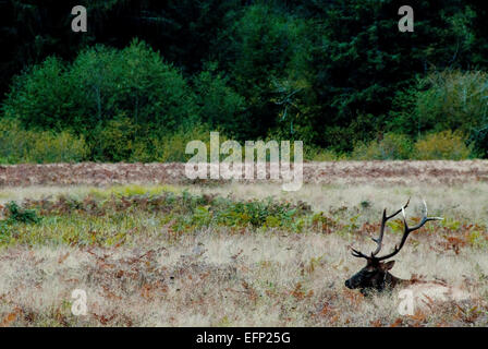 The Elk Animal hidden in the field behind the grass Stock Photo - Alamy